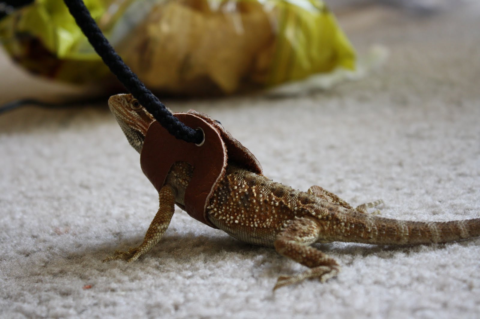 my lil' blog: This is the story of a lizard and his leash
