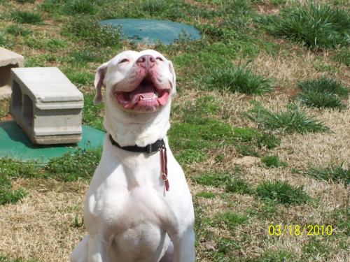 Deaf Animals: Deaf American BullDog Seeks Help in GA
