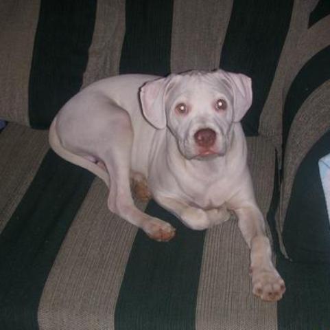 Deaf Animals: Ermine, KY: Pit Bull Pup Needs Help ASAP