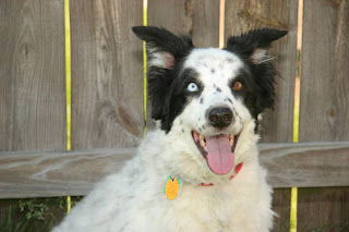 Deaf Animals: Louisville, KY: Border Collie Mix Needs a Home or Face Death