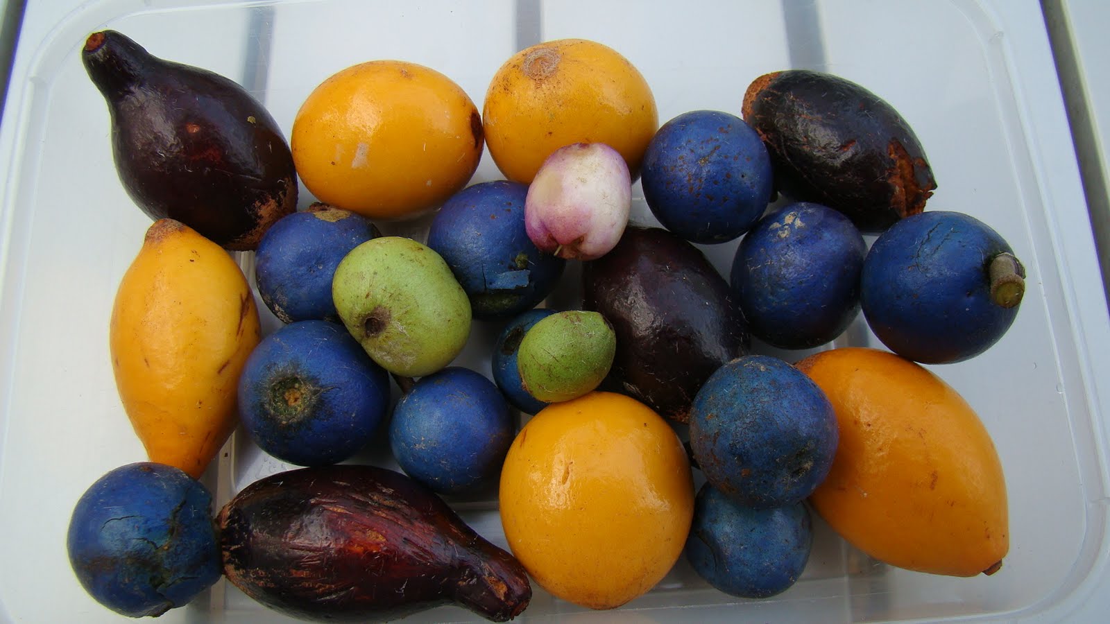 australian adventures: les fruits exotiques
