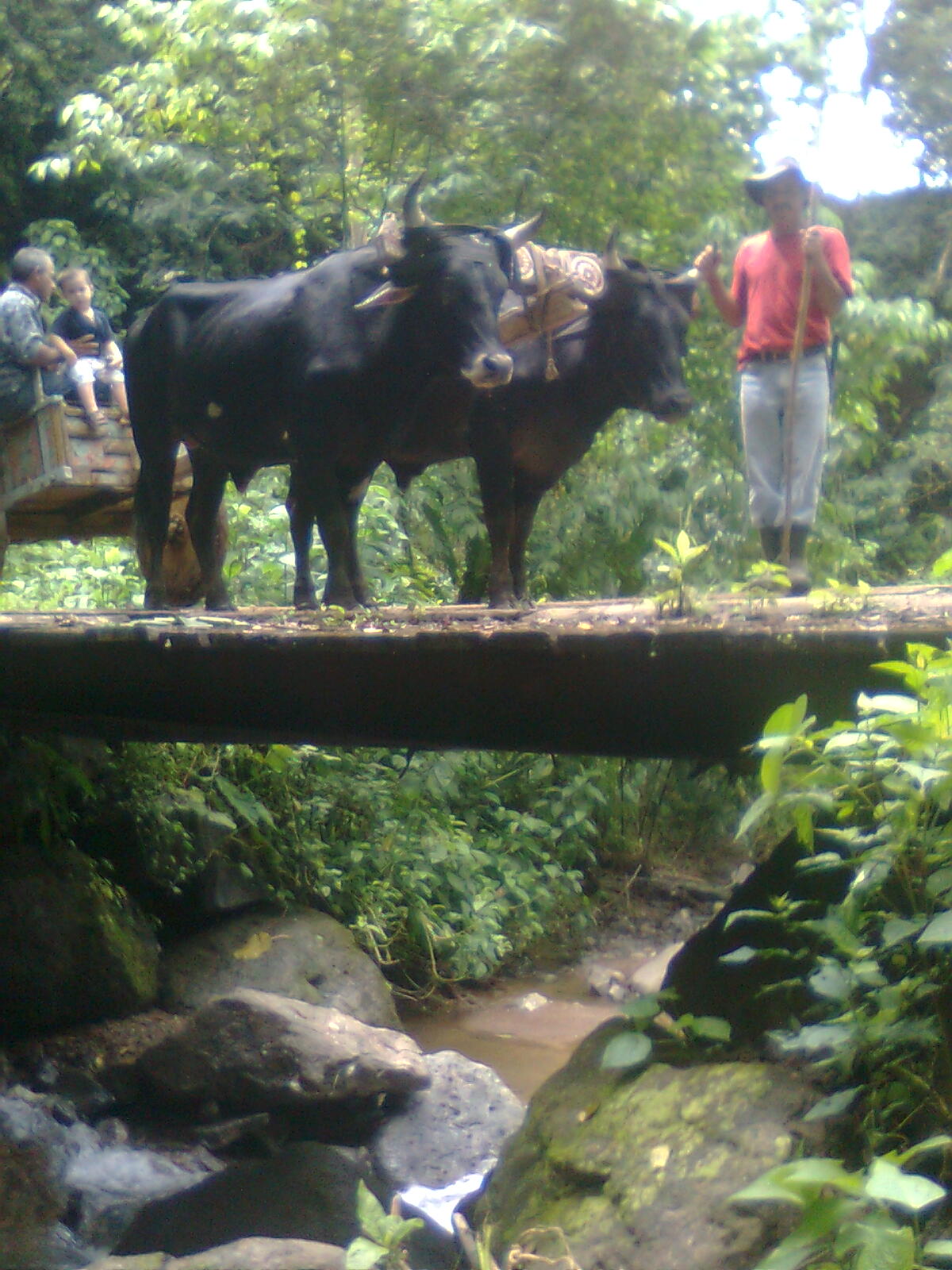 EL BOYEO: Tradición y Cultura Costarricense: Venta de Yuntas de Bueyes ...