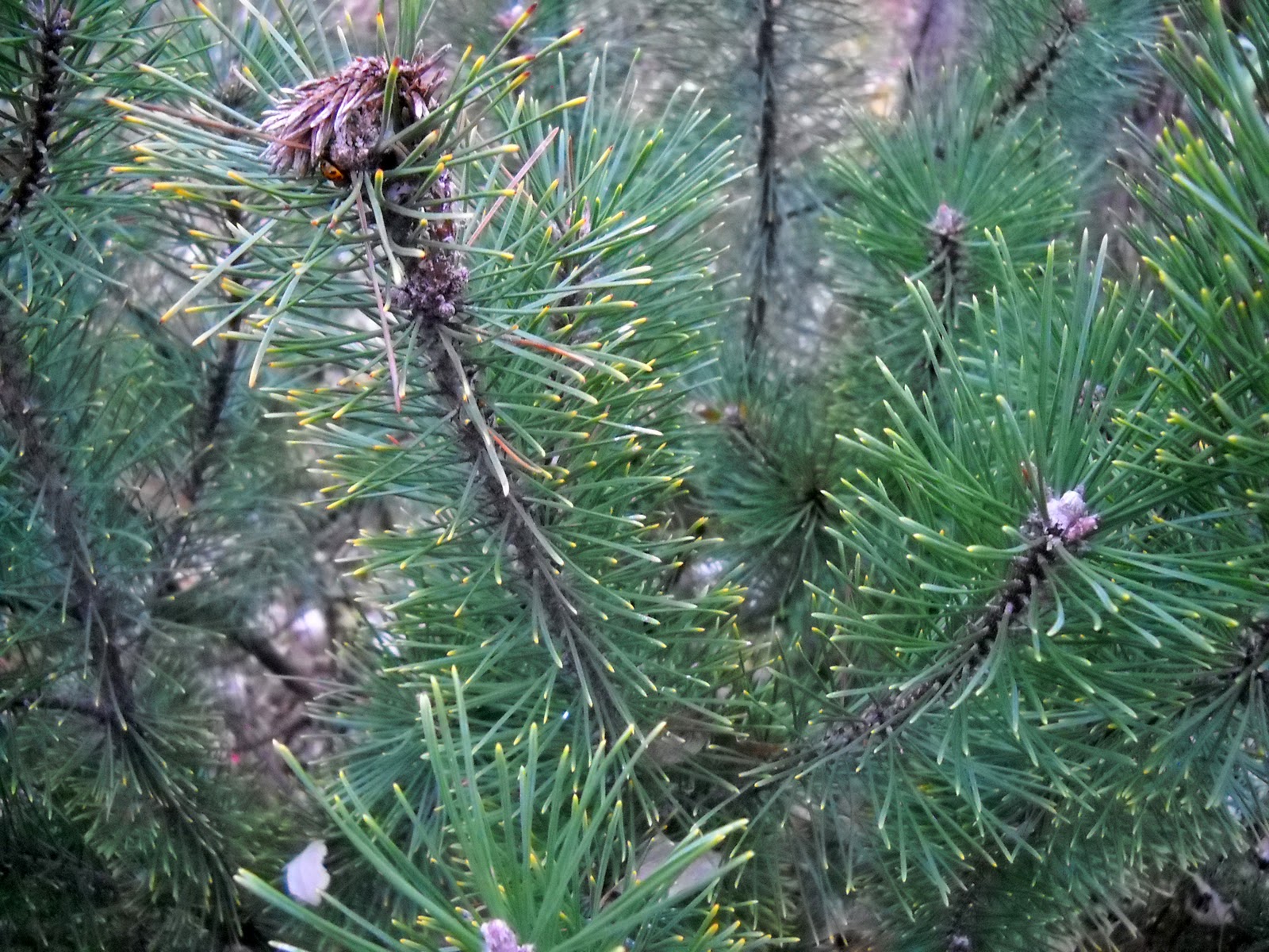 Larry's Photo a Day: Green Mungo Pine.........