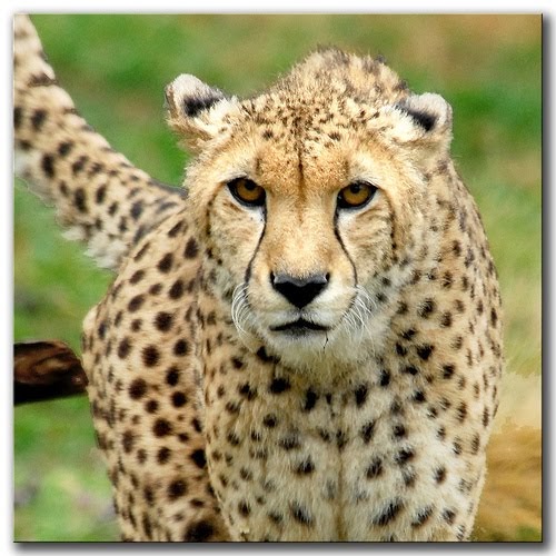 GIR INDIA: Cheetahs fall ill at Sakkar Baug Zoo in Junagadh, removed ...