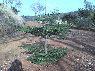 Verdes Veredas: Chapéu-de-sol