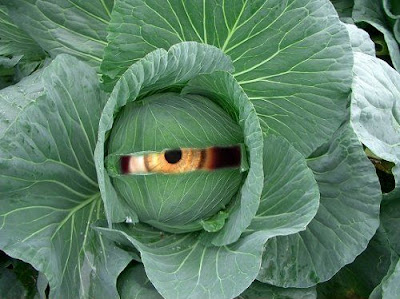 Sons of Light: Harvesting Human (Cabbage-GM) Heads