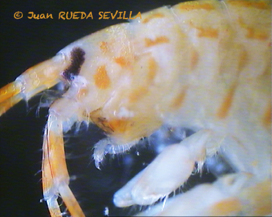 Macroinvertebrados acuáticos: Racó de l'Olla (Valencia)