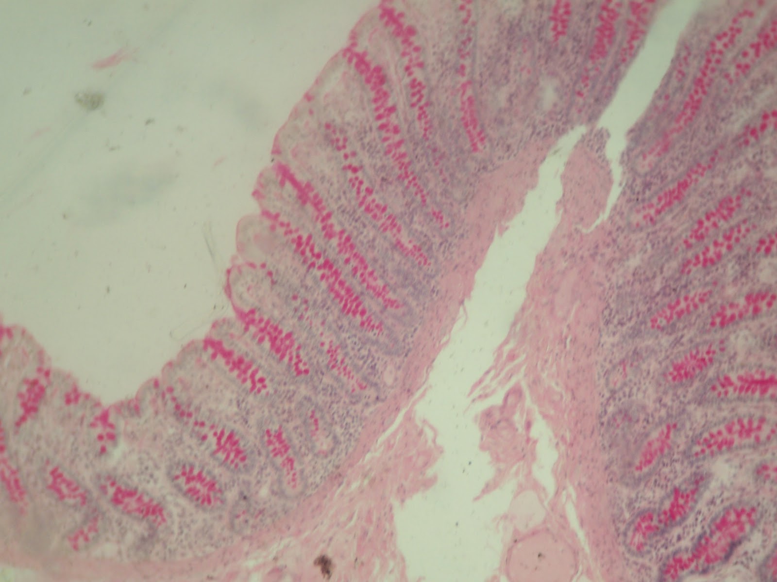 Histology Slides