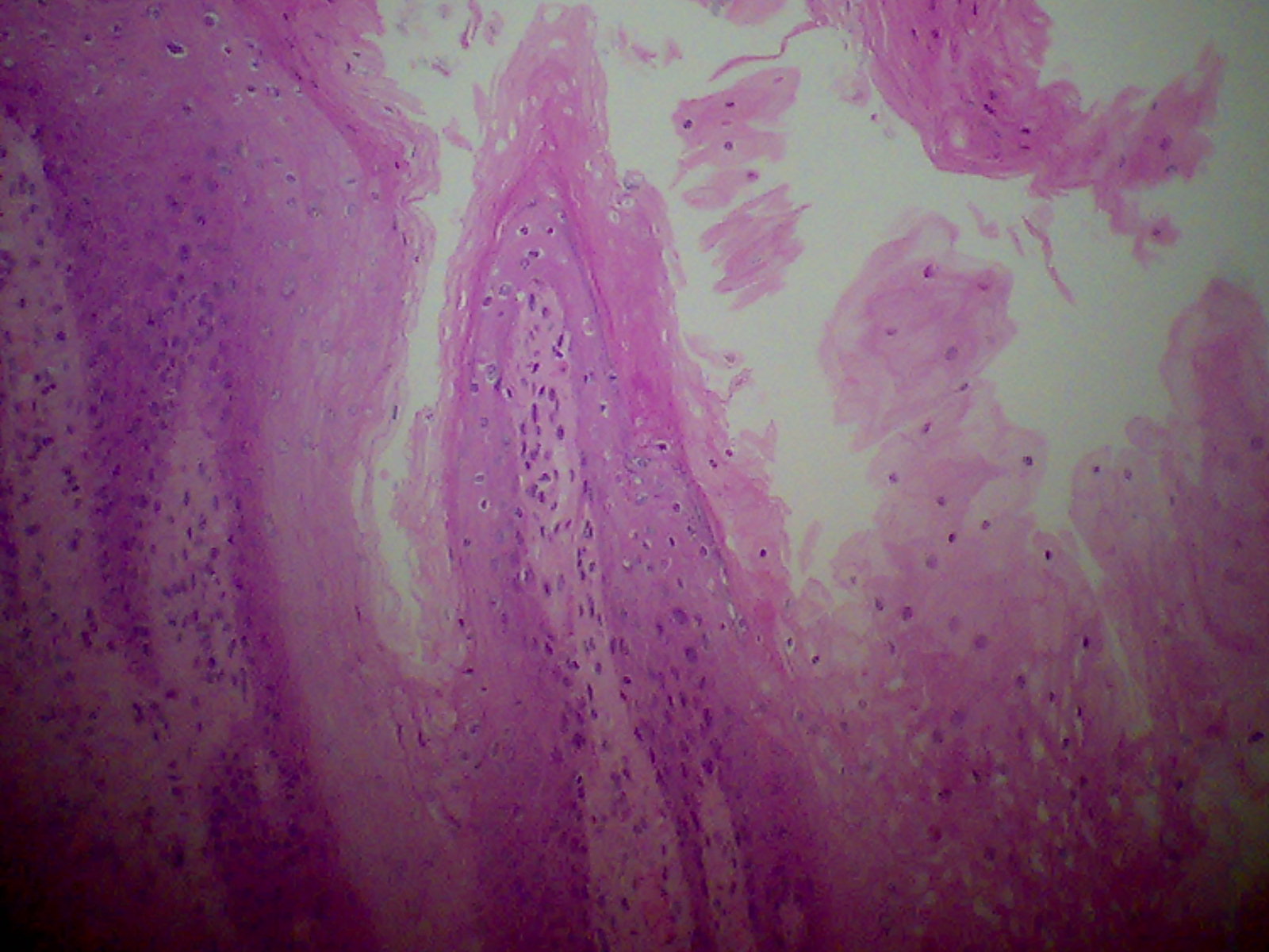 Medical Student Support System: Histology Slides