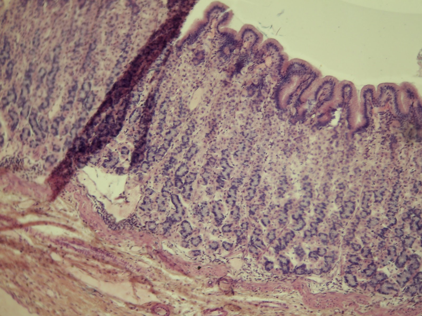 Medical Student Support System: Histology Slides