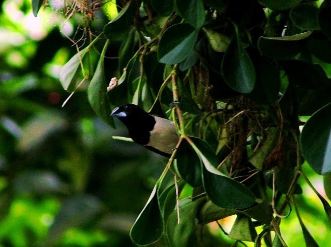Roshographs: More Birds of Sri Lanka