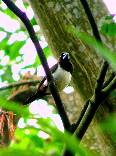 Roshographs: More Birds of Sri Lanka