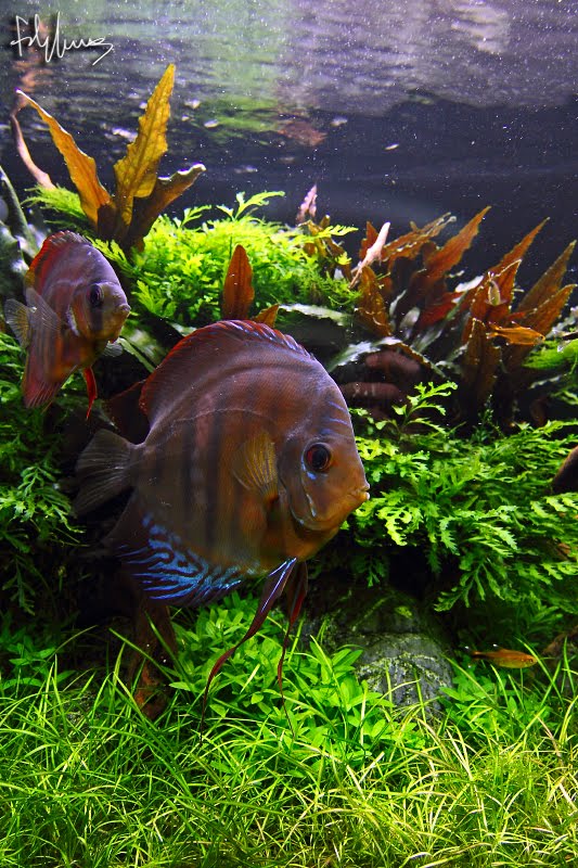 FAAO - Aquascaping: Red Alenquer ' Discus
