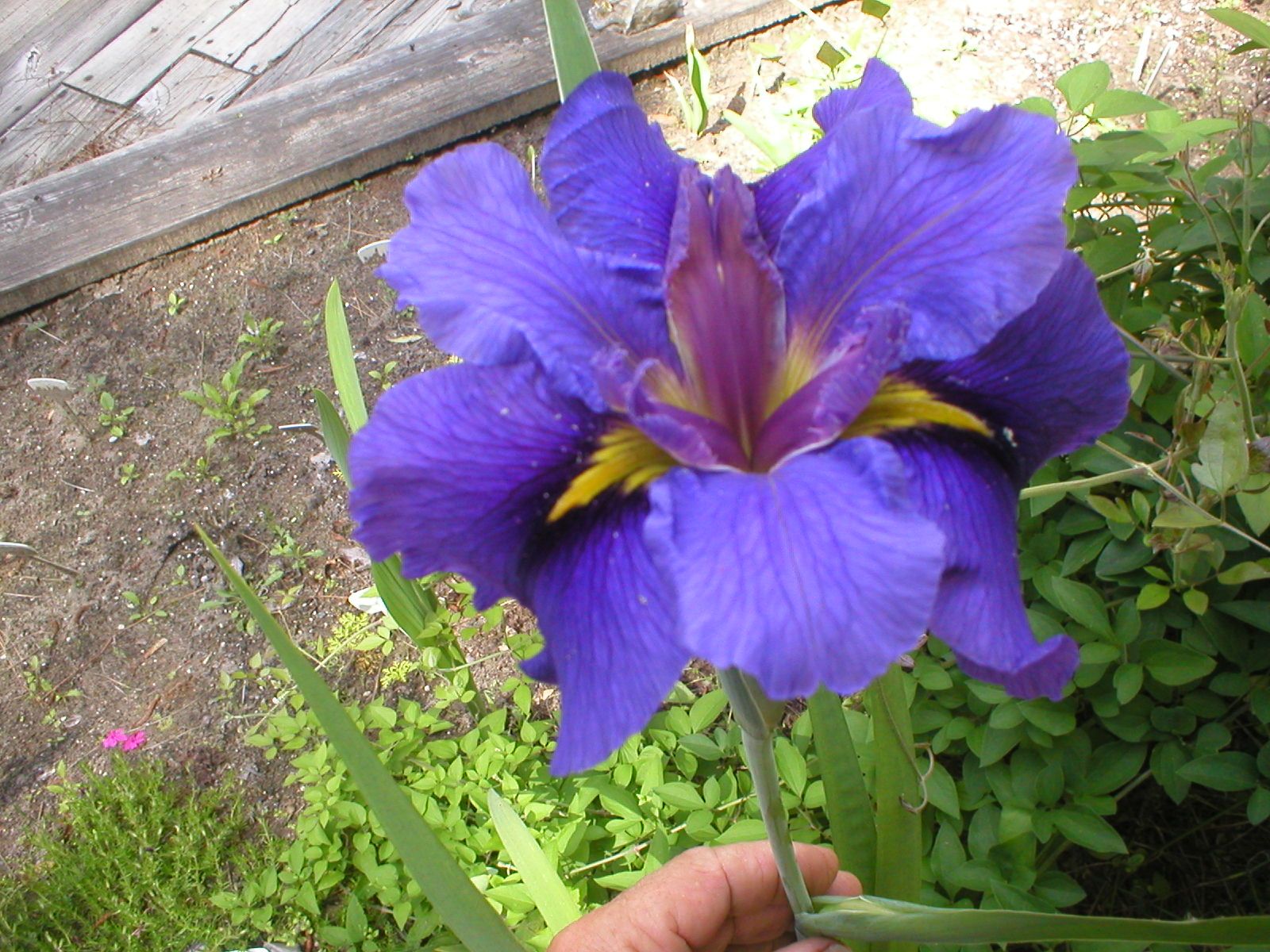 [ART] What does your character REALLY look like?