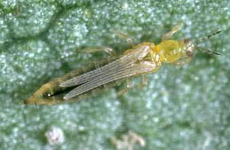 Bio-Control in the Greenhouse: Thrips