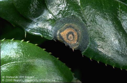 Bio-Control in the Greenhouse: Thrips