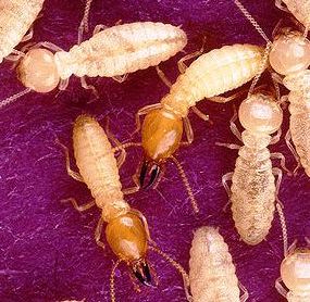 Ine Kriestianti: Mengenal Lebih Dekat Kerajaan Rayap