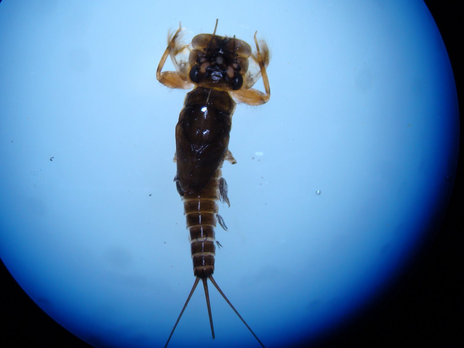Edward D. Burress: Macroinvertebrates of the Rio Cuareim, Uruguay