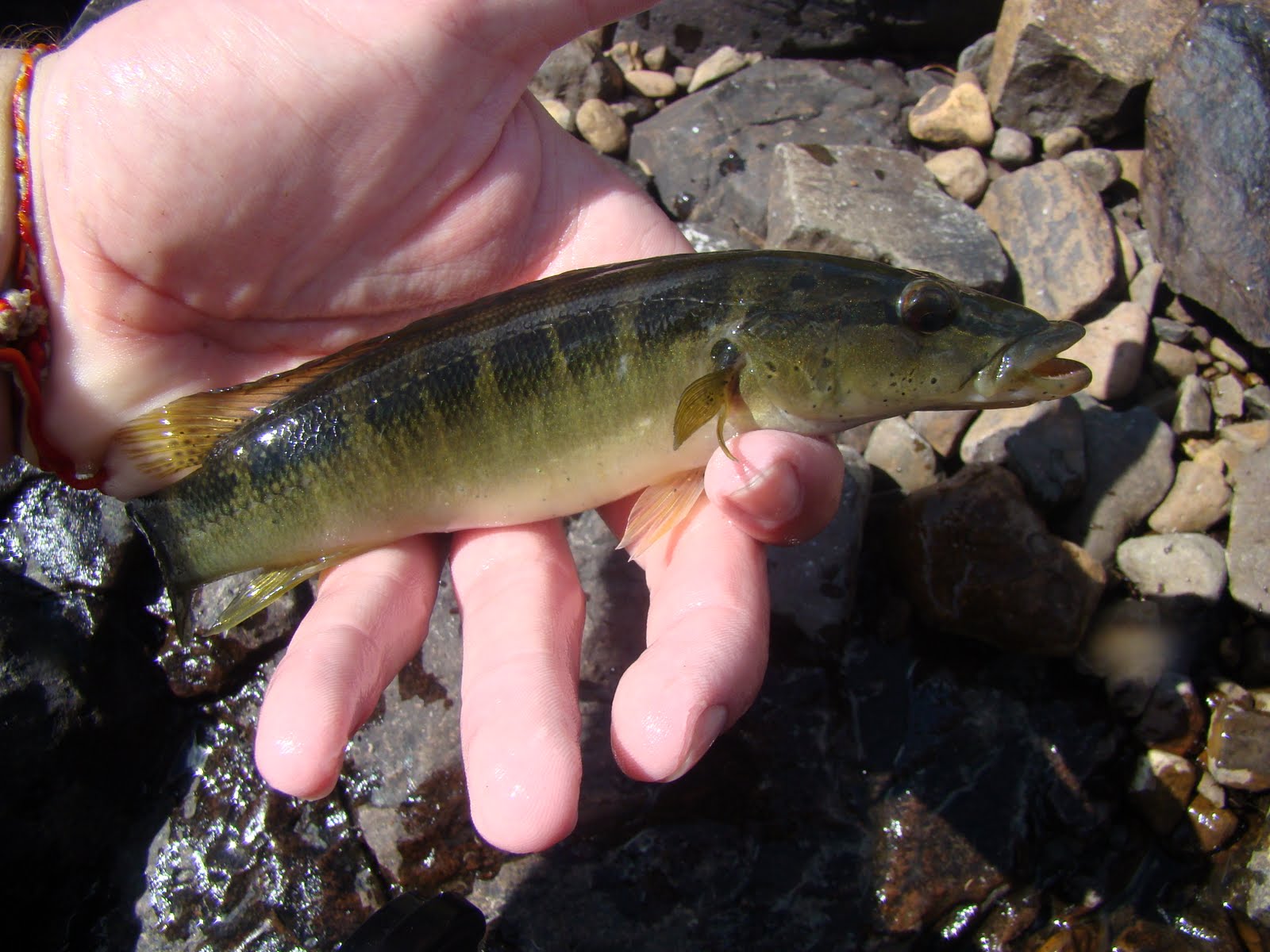 Edward D. Burress: The Crenicichla of Uruguay
