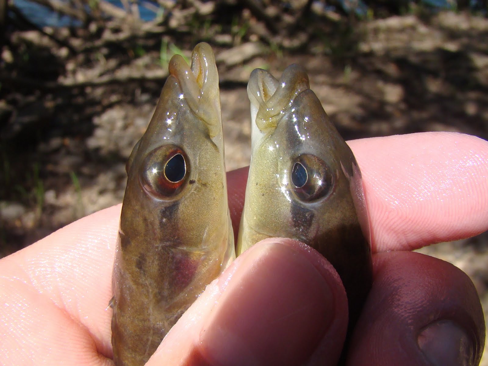 Edward D. Burress: The Crenicichla of Uruguay