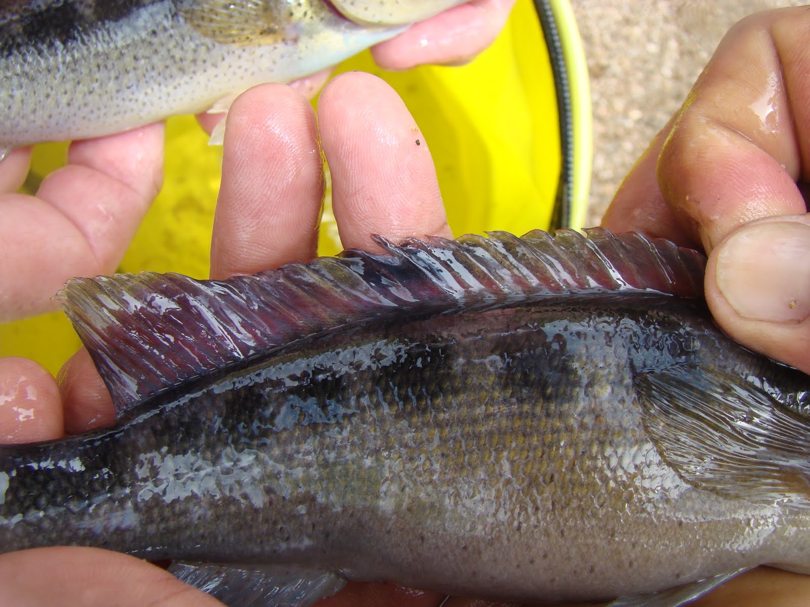 Edward D. Burress: The Crenicichla of Uruguay