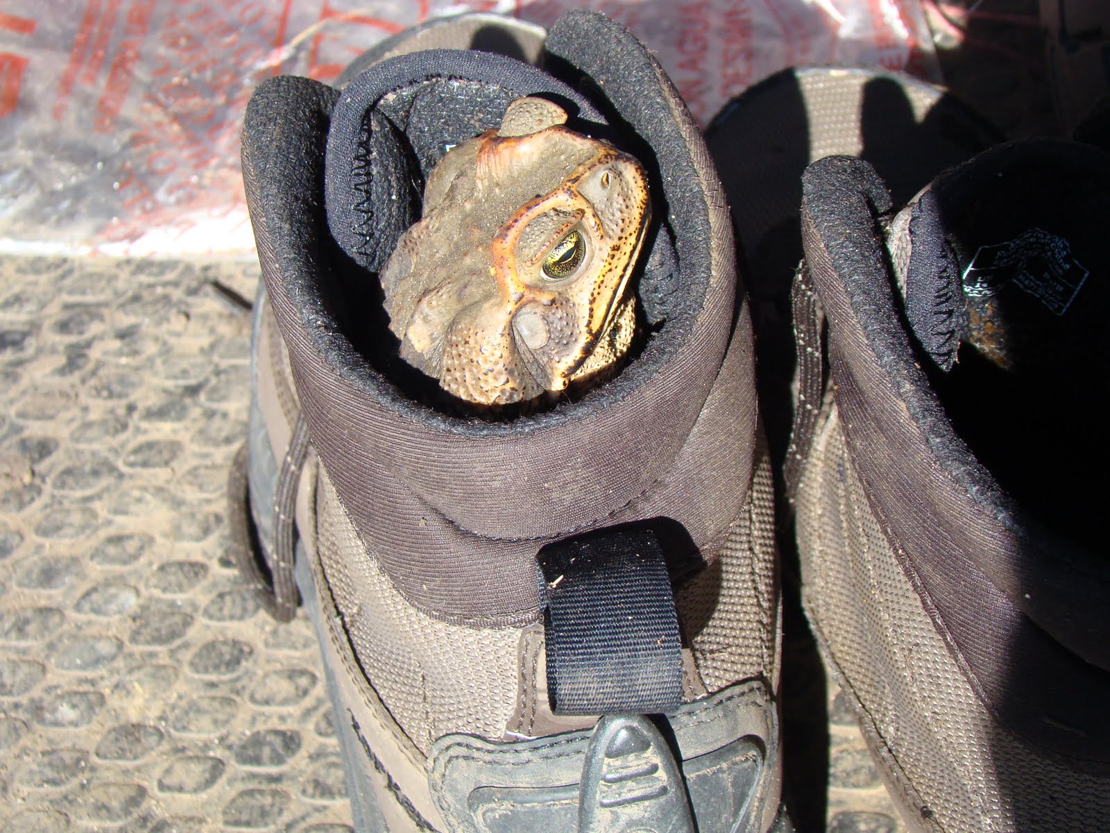 Edward D. Burress: Field Work in Uruguay