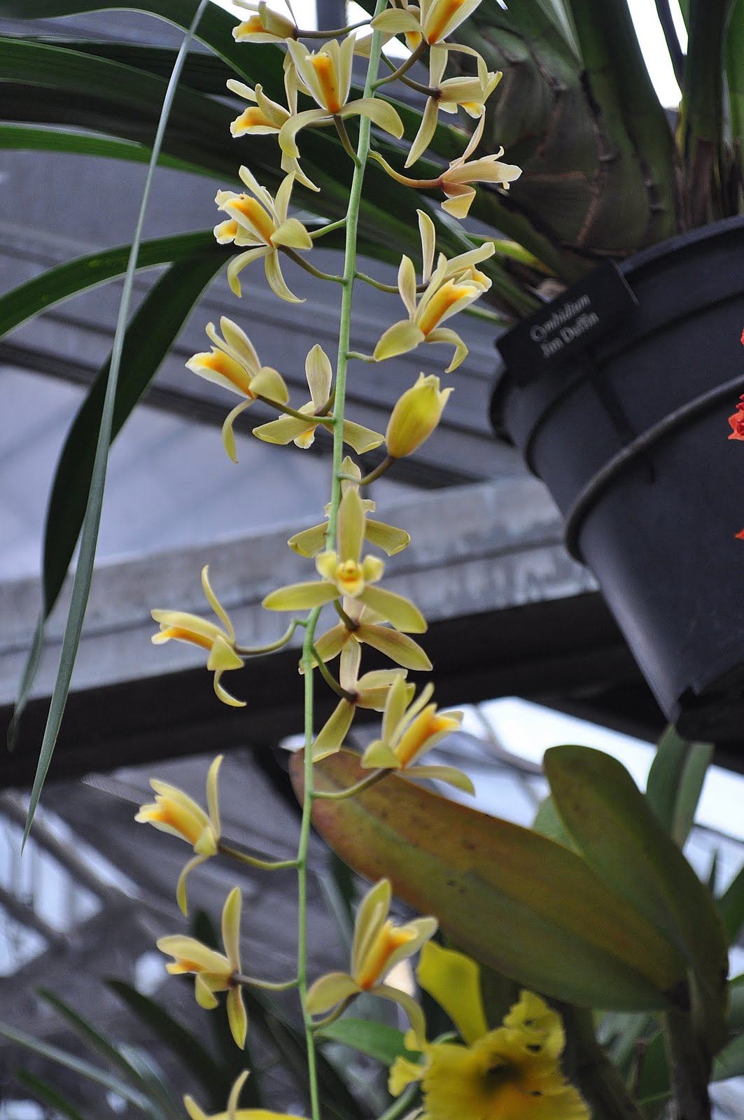 Primarily Cymbidiums: SEPOS at Longwood Gardens, March, 2010