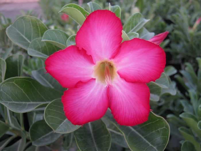 Flowers Pictures My New Adenium Desert Rose Photos | Bonsai Adenium Plant