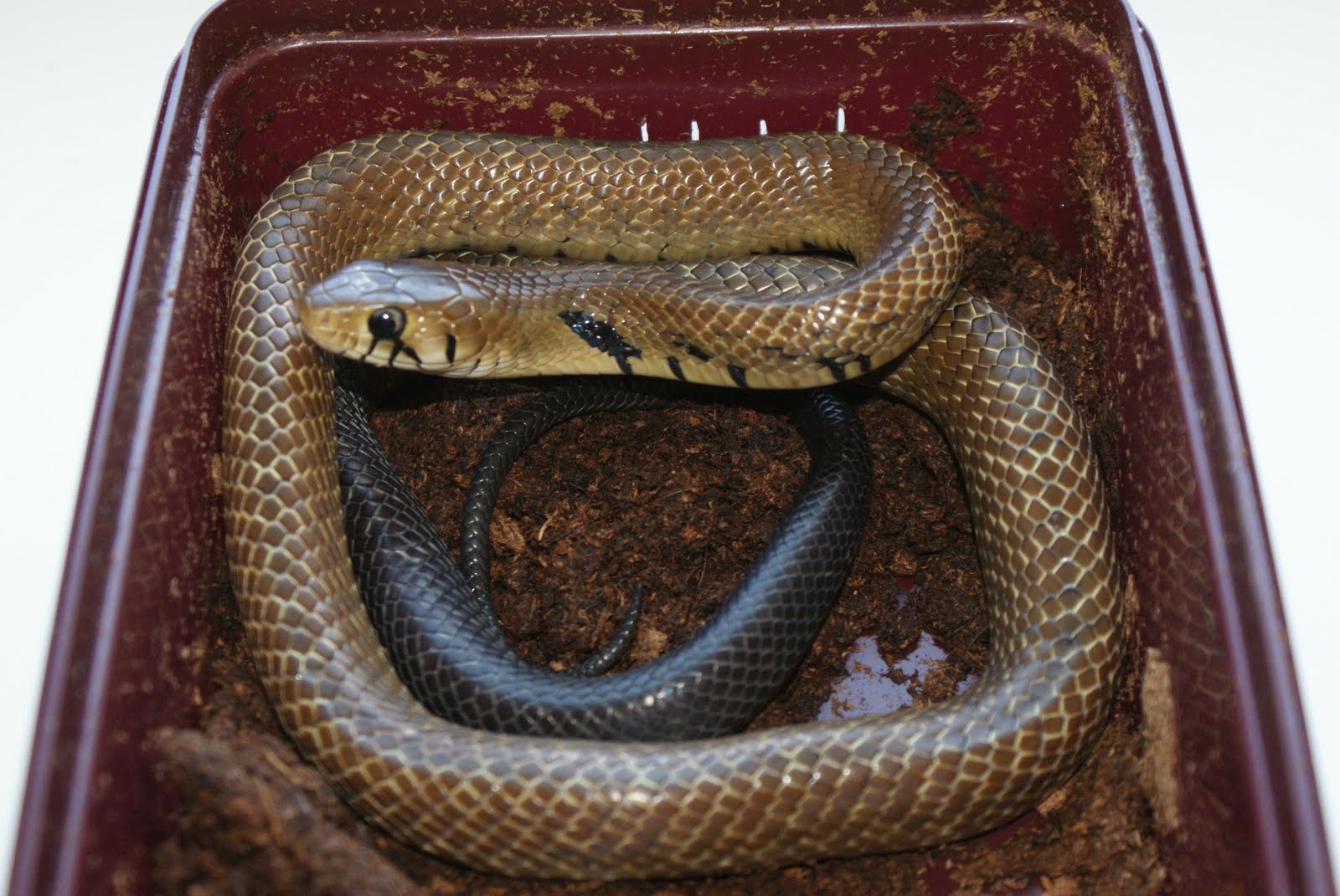 snakeprojects: Drymarchon melanurus melanurus