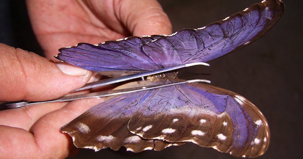 GYNANTROMORPHOS FROM PERU (HOUSE INSECTS OF PERU ): Gynantromorpho ...
