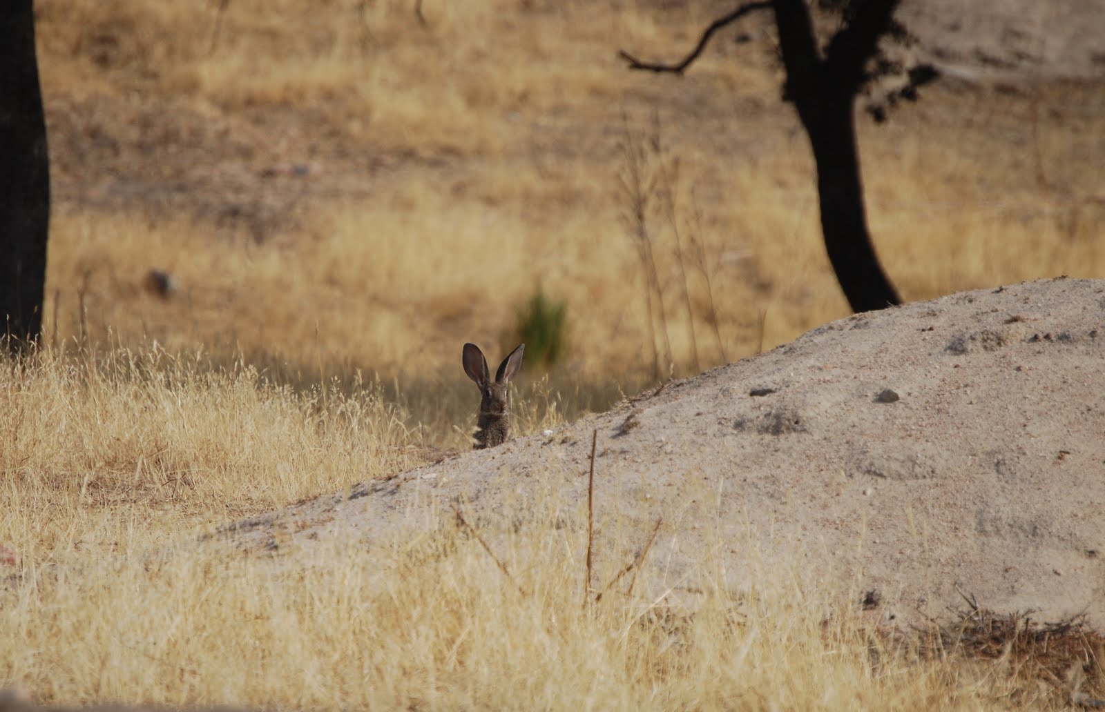 Joaquín Alejandre Rivera