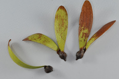 Mountain and Sea: Of Leeches and Dipterocapaceae Chatek