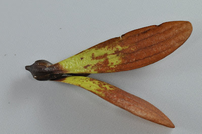 Mountain and Sea: Of Leeches and Dipterocapaceae Chatek