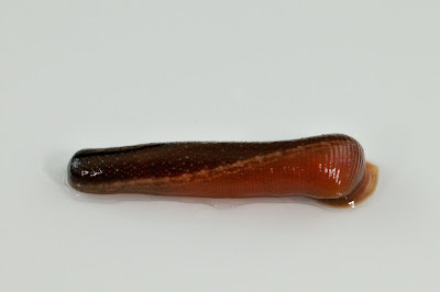 Mountain and Sea: Of Leeches and Dipterocapaceae Chatek