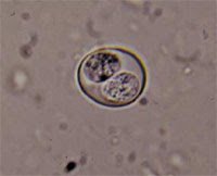 Medicina Veterinaria y Zootecnia: Coccidiosis y Giardiasis en perros