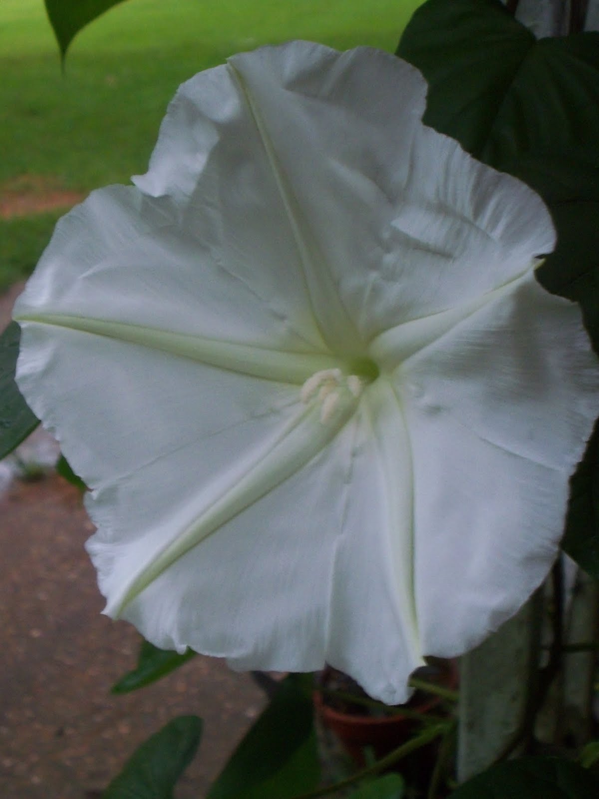 Dragonfly's Poetry & Prolixity: Leaves Compared With Flowers by Robert ...