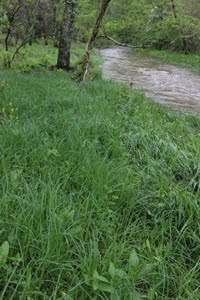 Planting Design: Riverbank tussock sedge (Carex emoryi)