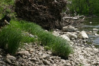 Planting Design: Riverbank tussock sedge (Carex emoryi)