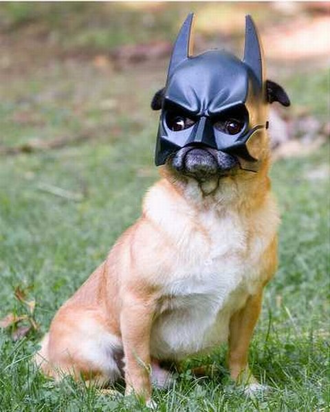 Yoyo blog: Batman dog.