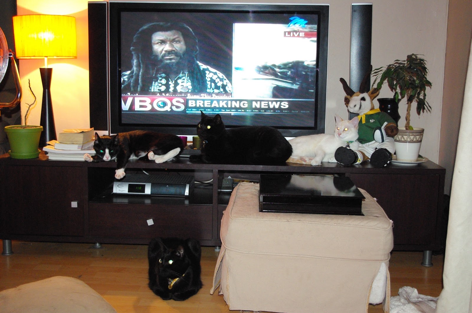 A Clowder of Cats! | Conradie Zoo