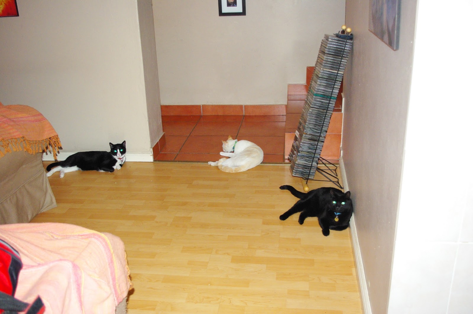 A Clowder of Cats! | Conradie Zoo