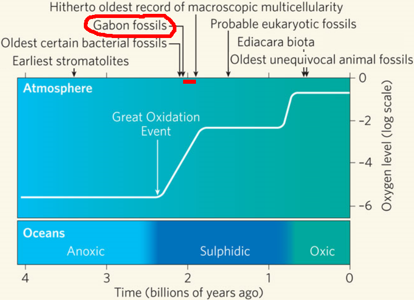 Pleiotropy: Multicellular origin at 2.1 billion years ago
