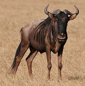 Pleiotropy: I'm a gnu
