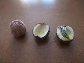 Sprouting Lotus Seeds