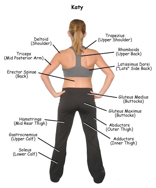 DIARI XXL: Otot Bahagian Belakang