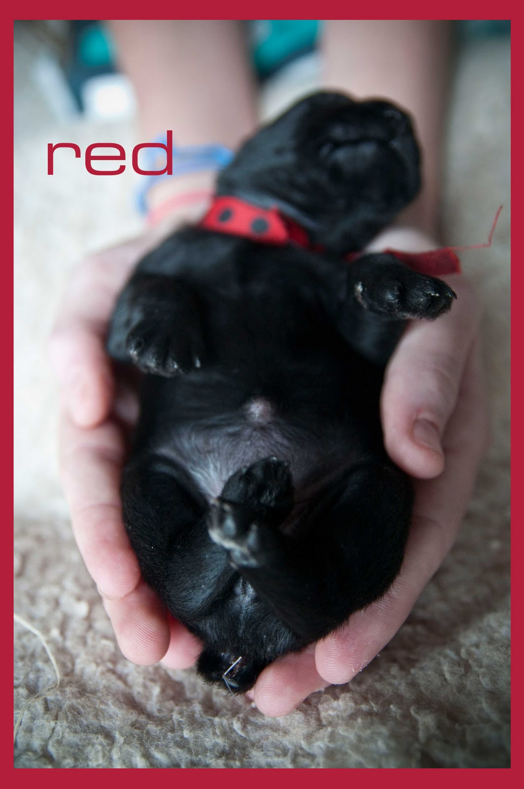 Griffin's Miniature Schnauzer Blog: day 7, fat bellies!