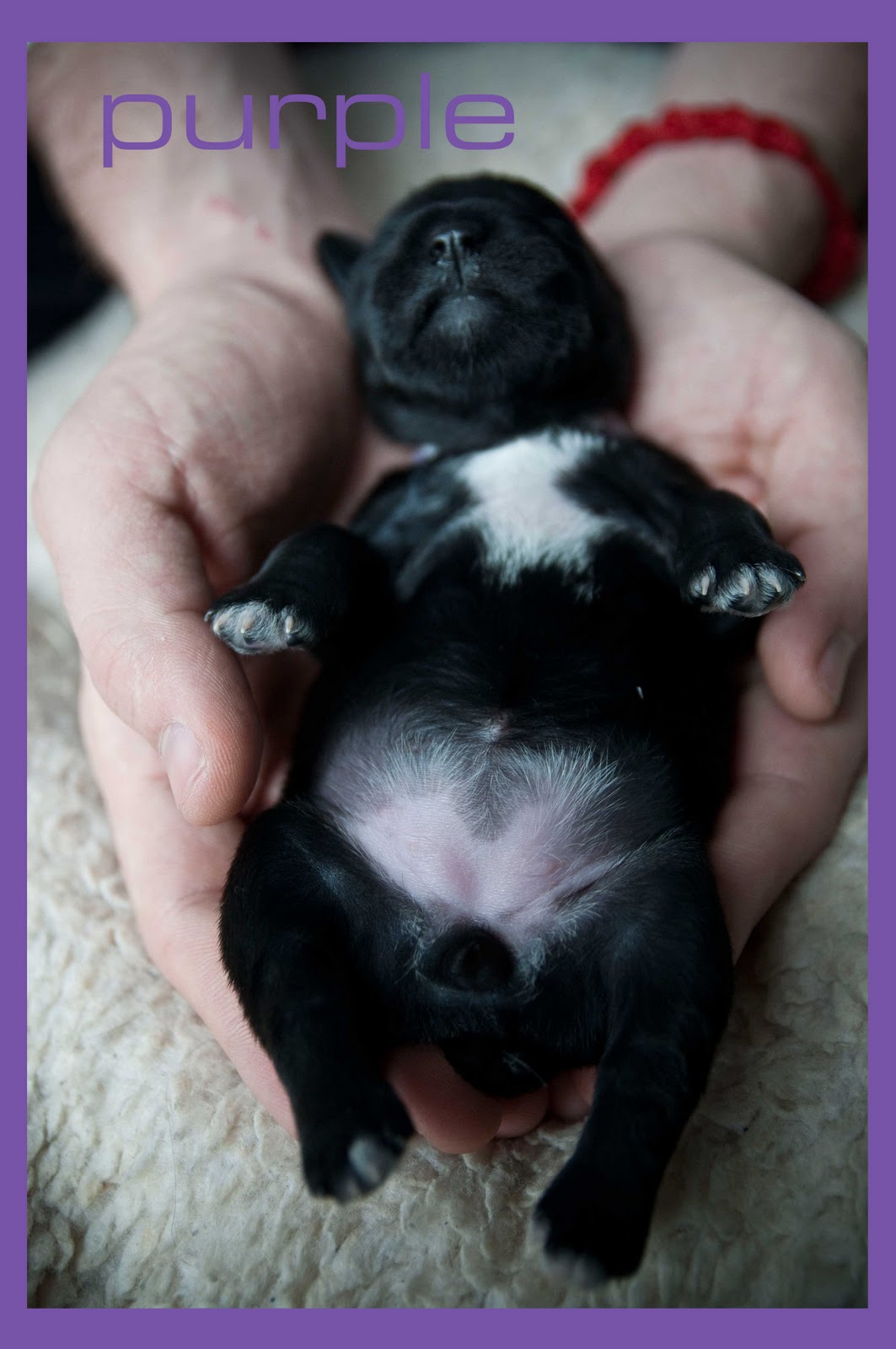 Griffin's Miniature Schnauzer Blog: day 7, fat bellies!