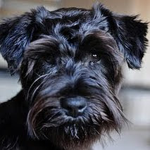 Griffin's Miniature Schnauzer Blog: day 7, fat bellies!