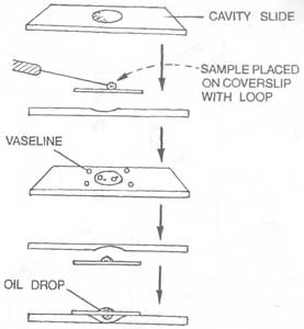 My Scientific Blog - Research and Articles: LIGHT MICROSCOPY