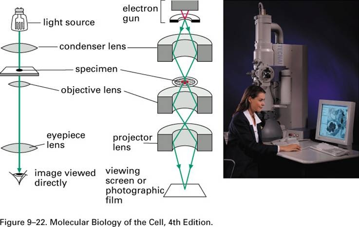 My Scientific Blog - Research and Articles: ELECTRON MICROSCOPY
